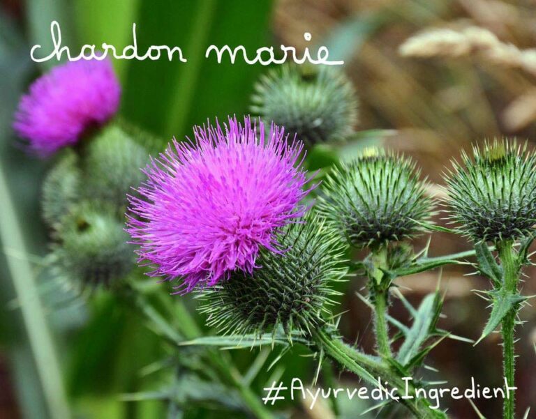Chardon Marie - Silybum marianum