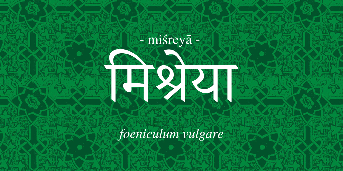 (Français) Miśreyā - fenouil - foeniculum vulgare - atma.bio